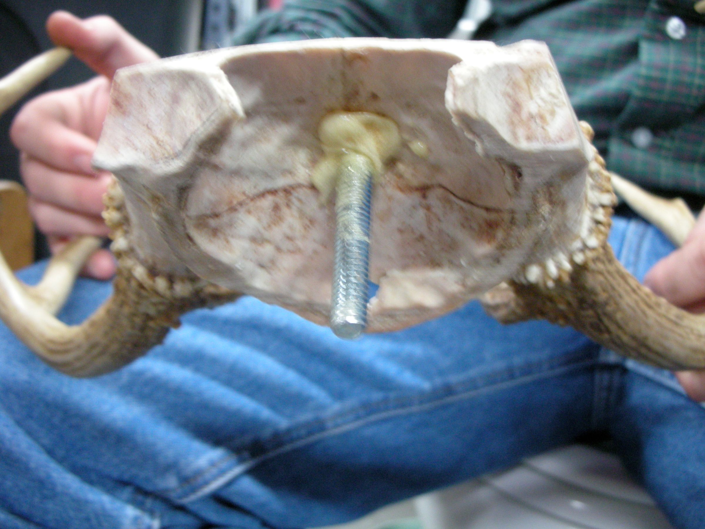 Mounting Deer Antlers : 10 Steps (with Pictures) - Instructables