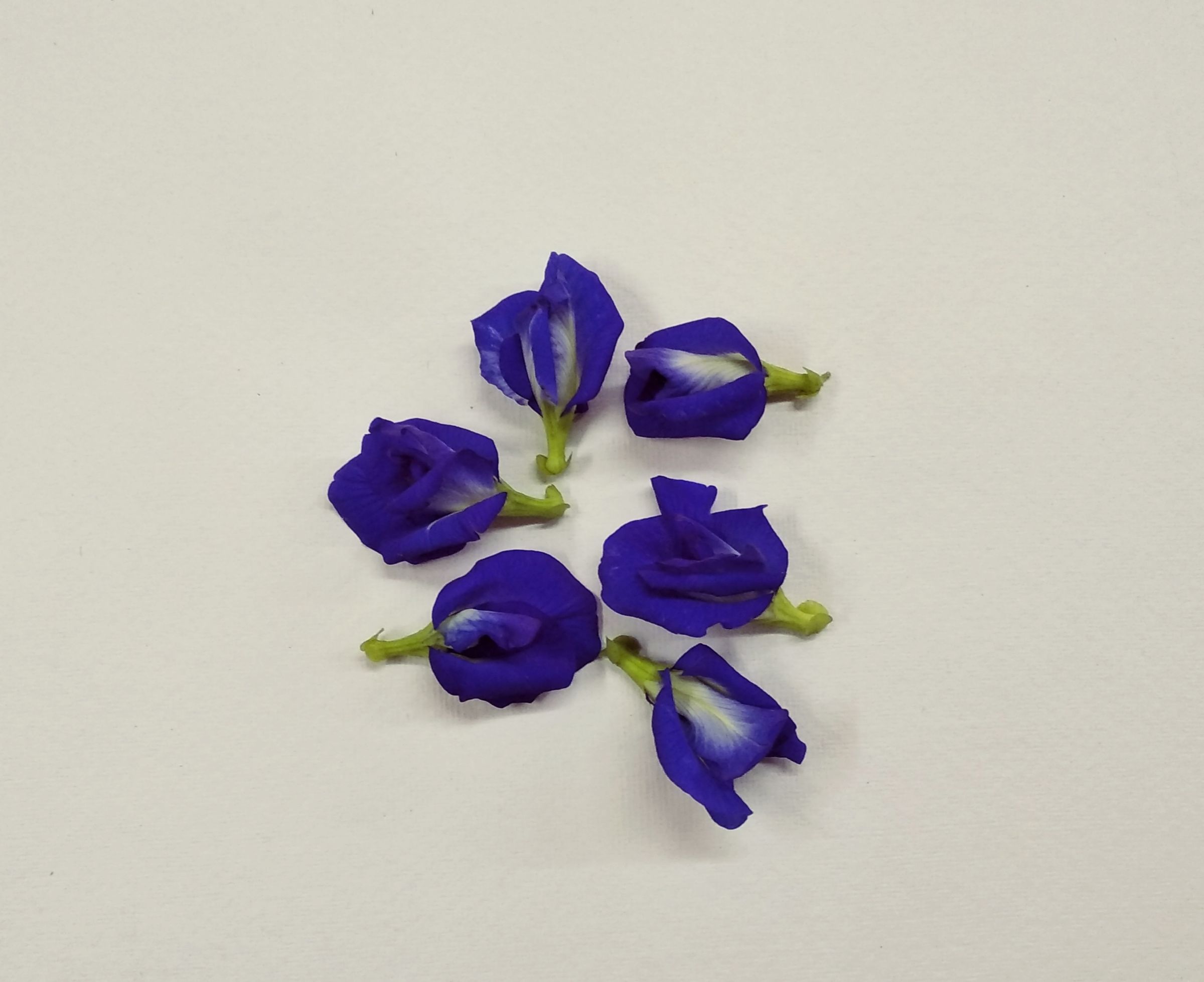 Dry Flower Art : 4 Steps (with Pictures) - Instructables