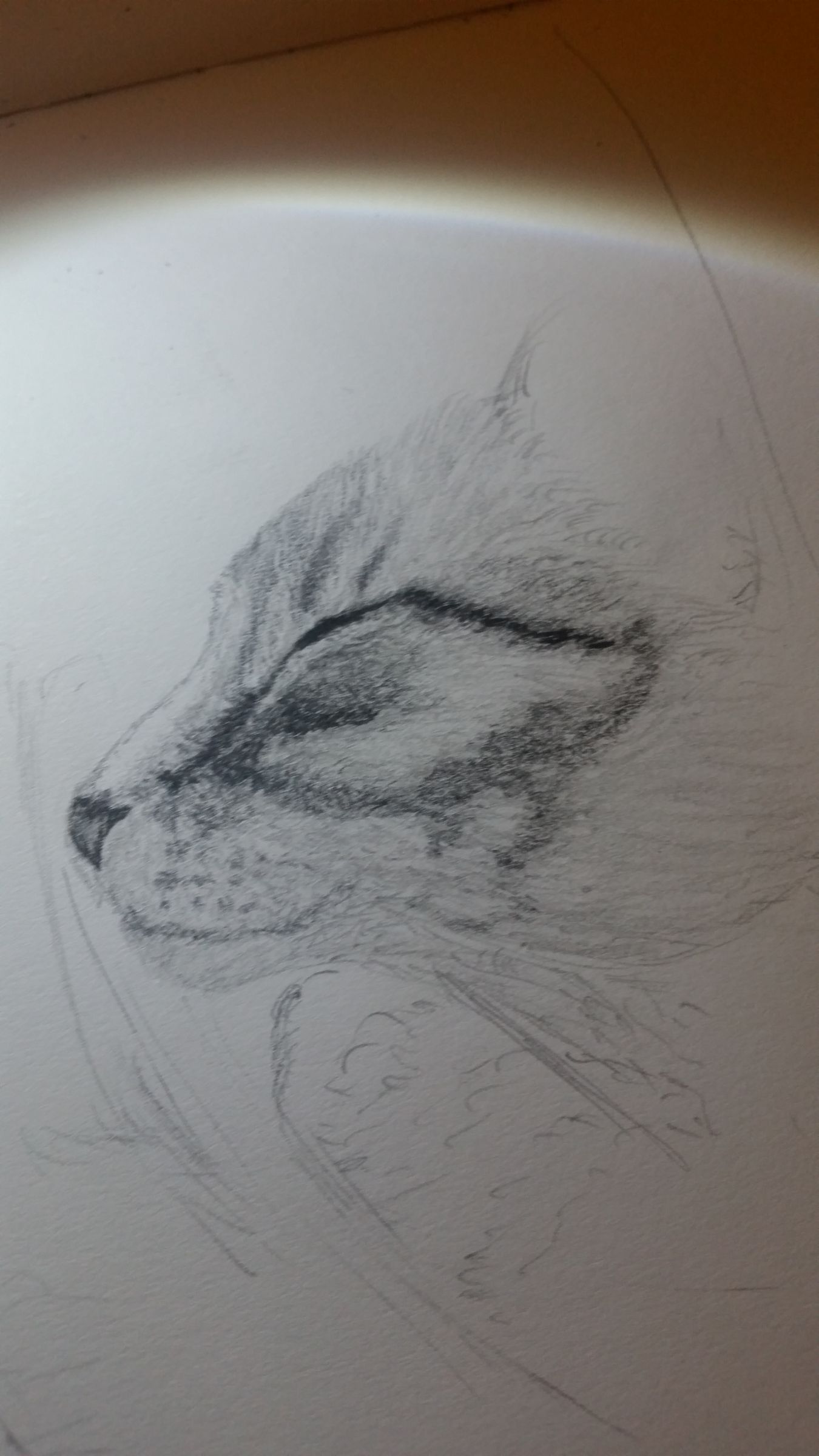 How to Draw Fur : 6 Steps - Instructables