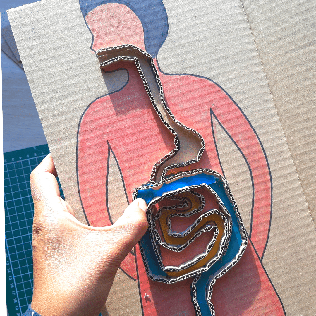 Interactive Digestive System : 9 Steps (with Pictures) - Instructables