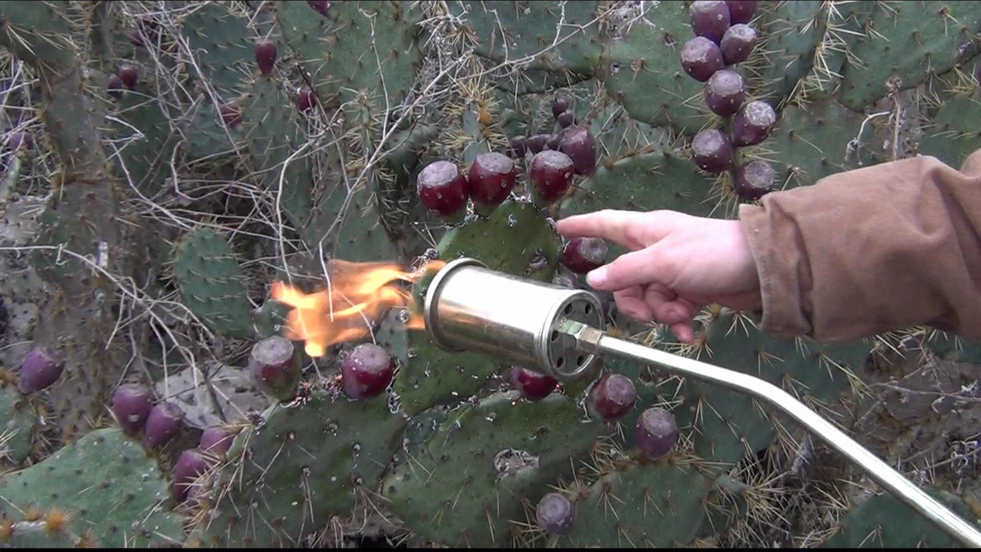 How to Pick and Eat Prickly Pear Cactus : 7 Steps (with Pictures ...
