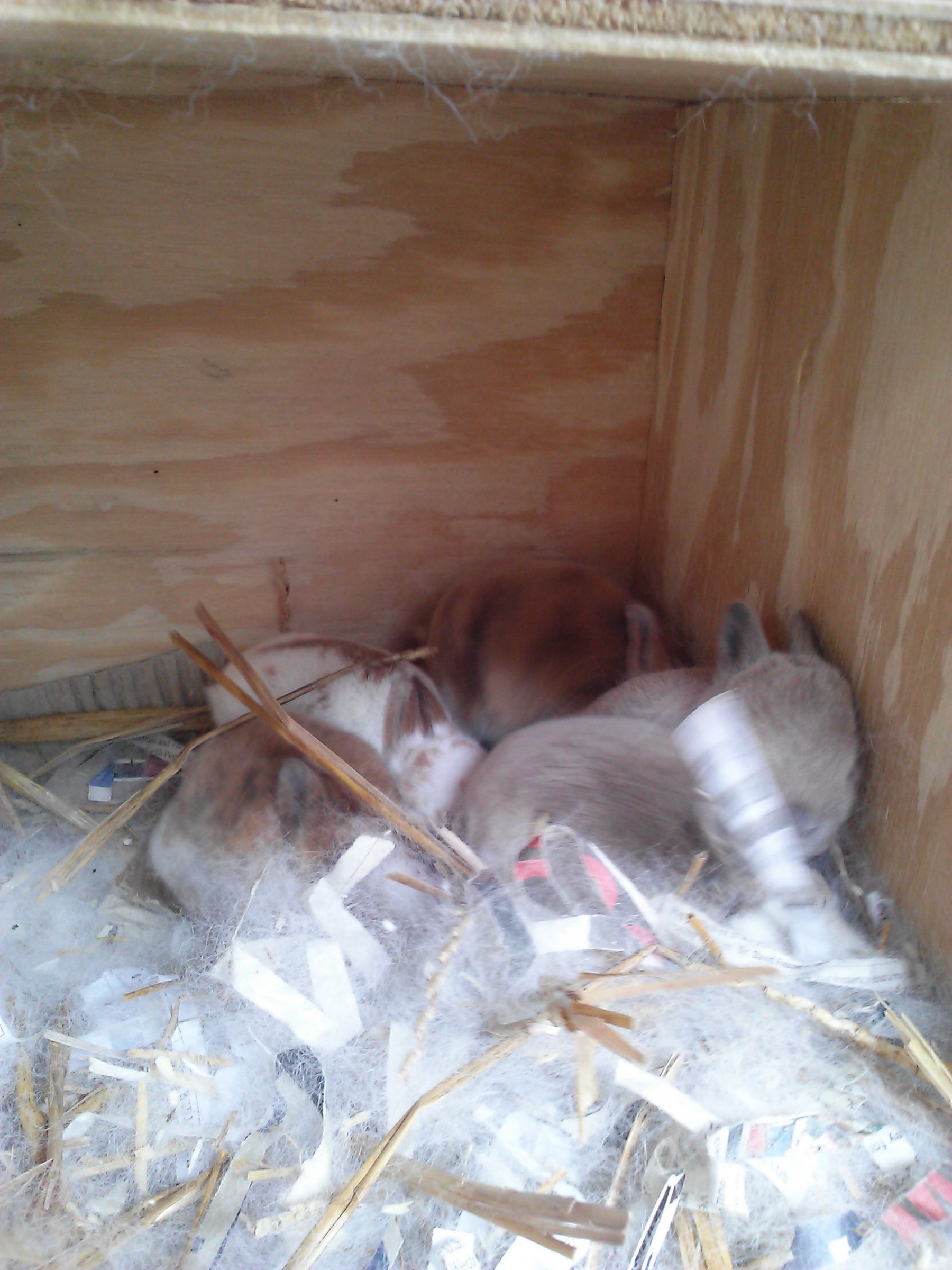 Small Rabbit Farming : 7 Steps (with Pictures) - Instructables