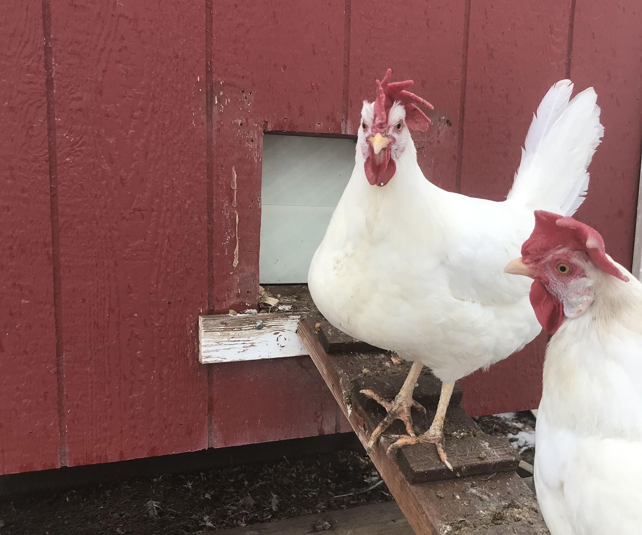 3D Printable Fully Function Automatic Chicken Door : 9 Steps (with ...