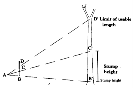 Tree Measurement: Biltmore Sticks : 5 Steps - Instructables