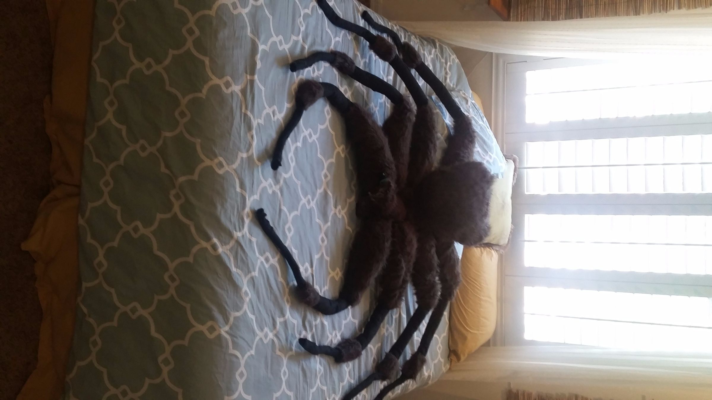 Giant Spider Dog Costume! : 7 Steps (with Pictures) - Instructables