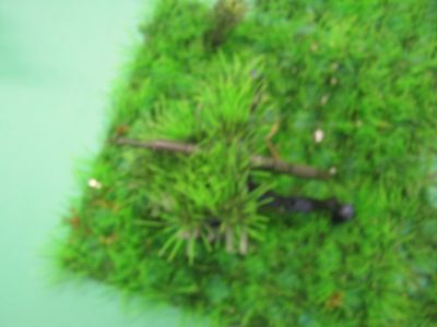 How to Create a Set for Stop Motion Filming : 8 Steps - Instructables