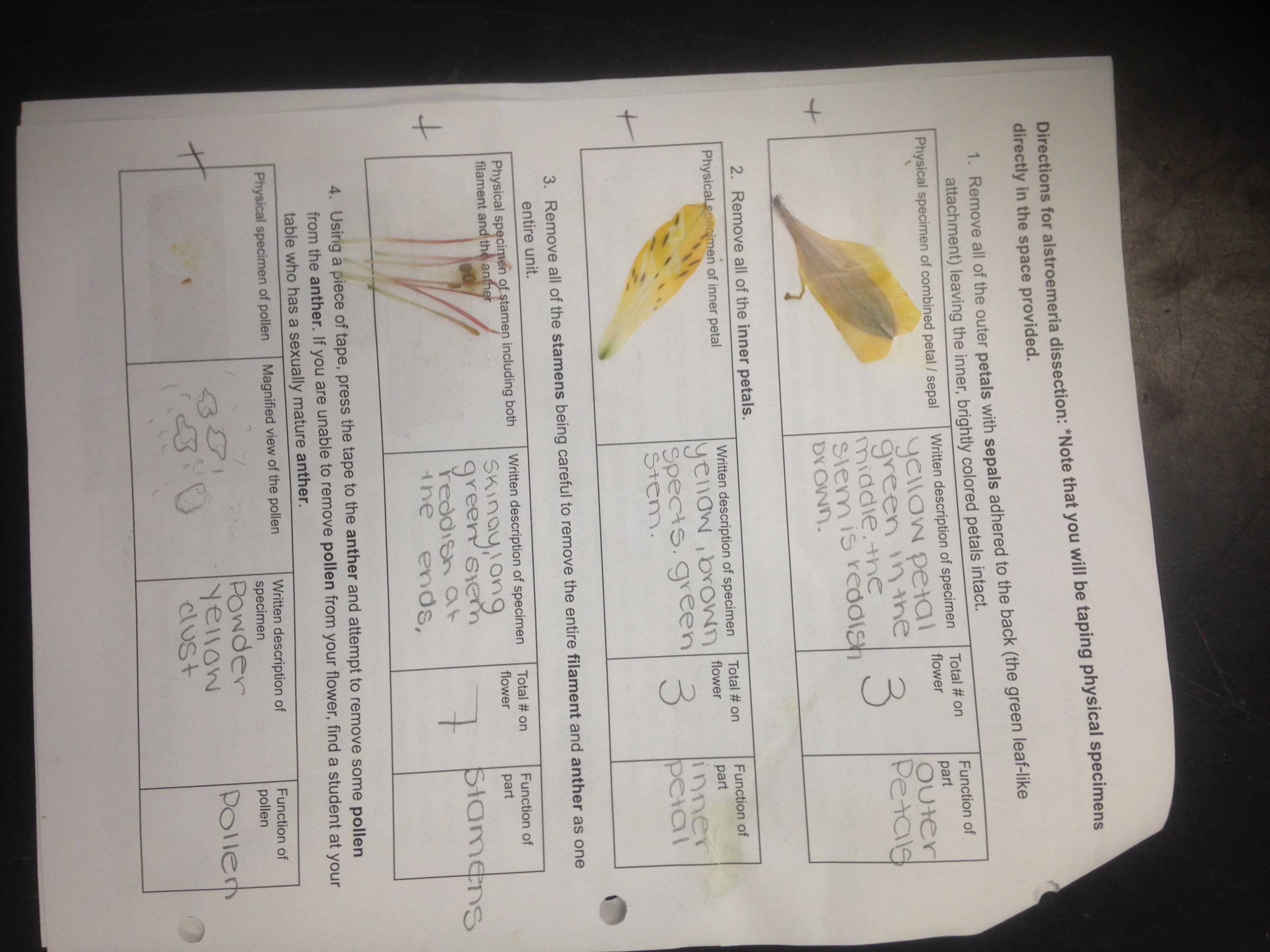Tear It Up and Tape It - Middle School Flower Dissection Lab : 3 Steps ...