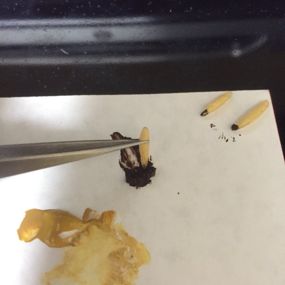 Easy and Realistic DIY Maggots : 6 Steps - Instructables