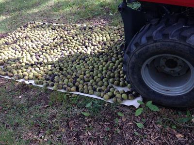 Black Walnut Harvesting & Processing : 11 Steps (with Pictures ...