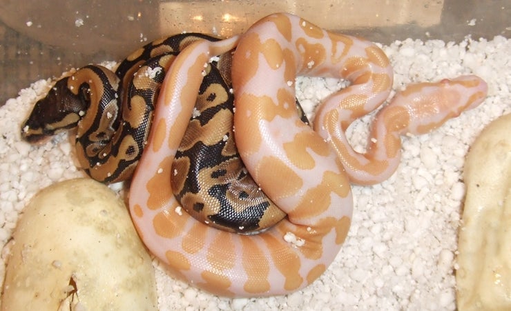 How to Build a Ball Python Egg Incubator : 5 Steps - Instructables