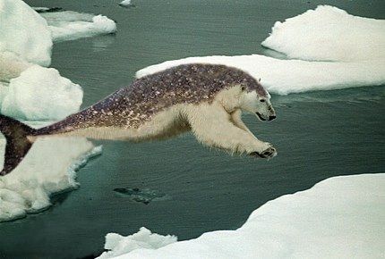 How to Morph Animals Using GIMP (free Software) : 5 Steps - Instructables