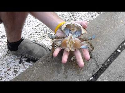 Crabbing for Beginners : 8 Steps (with Pictures) - Instructables