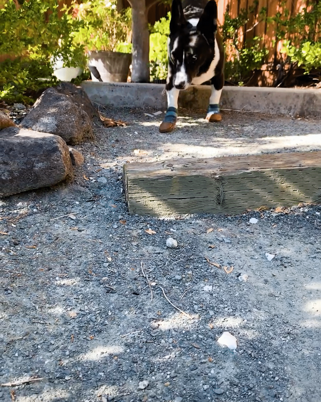 Dog Shoes : 9 Steps (with Pictures) - Instructables