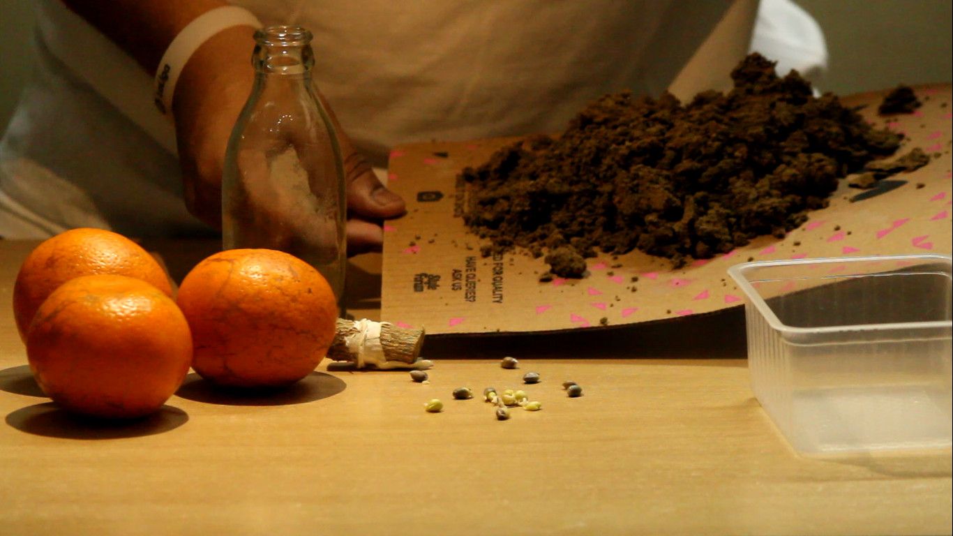 How to Grow Orange Tree From Seeds. Bottle Germination Method. Work ...