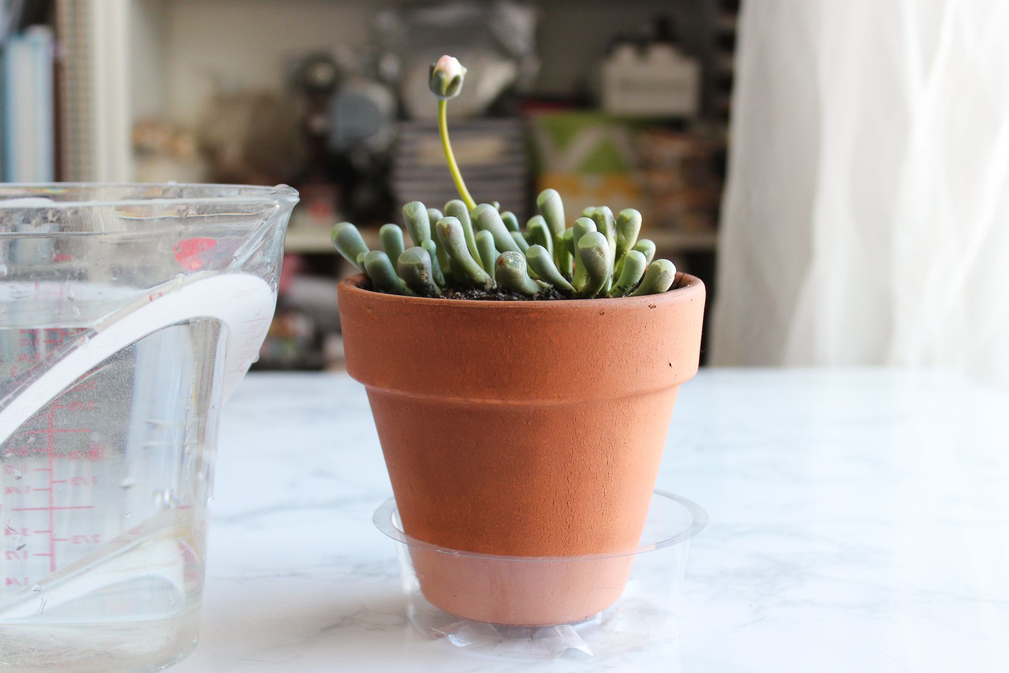 How to Grow and Care for Baby Toes (Fenestraria Rhopalophylla) : 5 ...