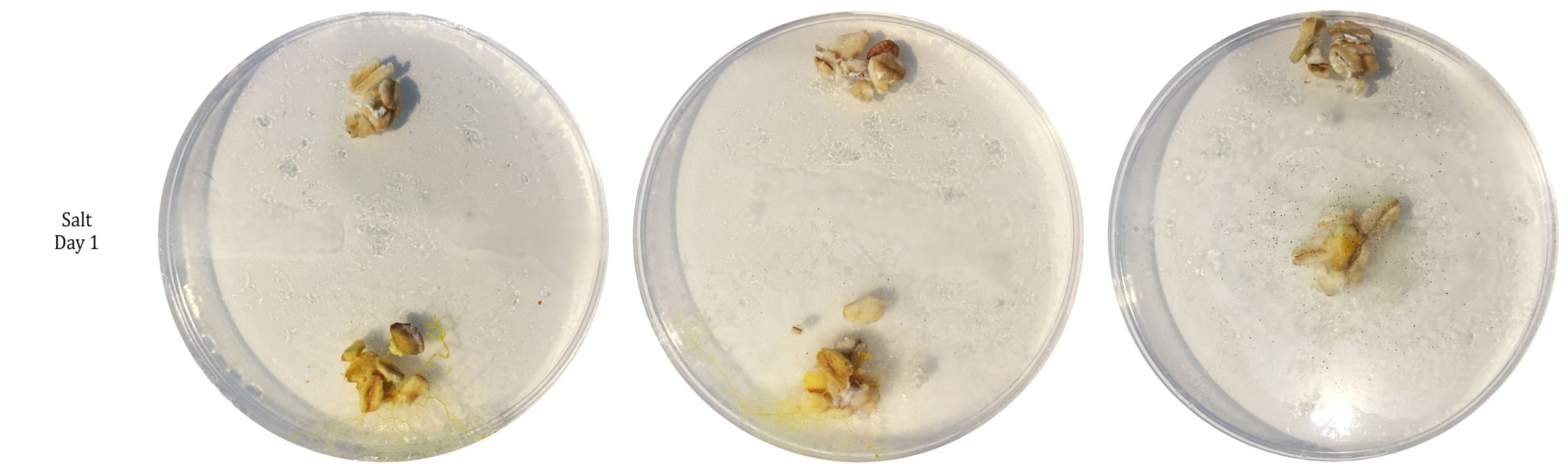 How to Grow SLIME MOLD : 9 Steps (with Pictures) - Instructables