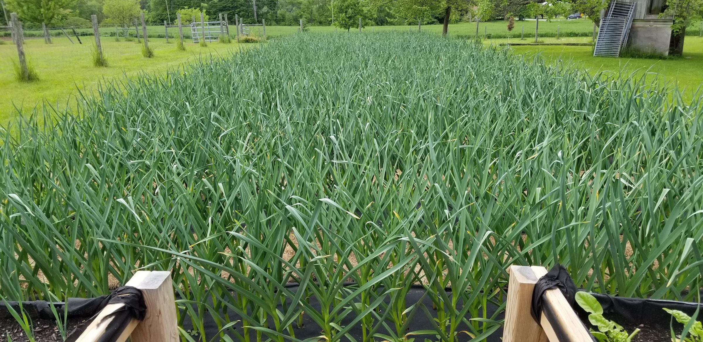 Garlic Gardening : 49 Steps (with Pictures) - Instructables