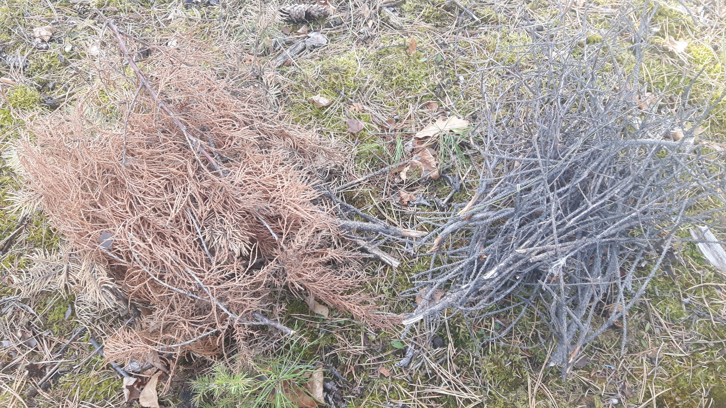 Start a Fire With a Magnifying Glass Using Natural Tinder : 10 Steps ...