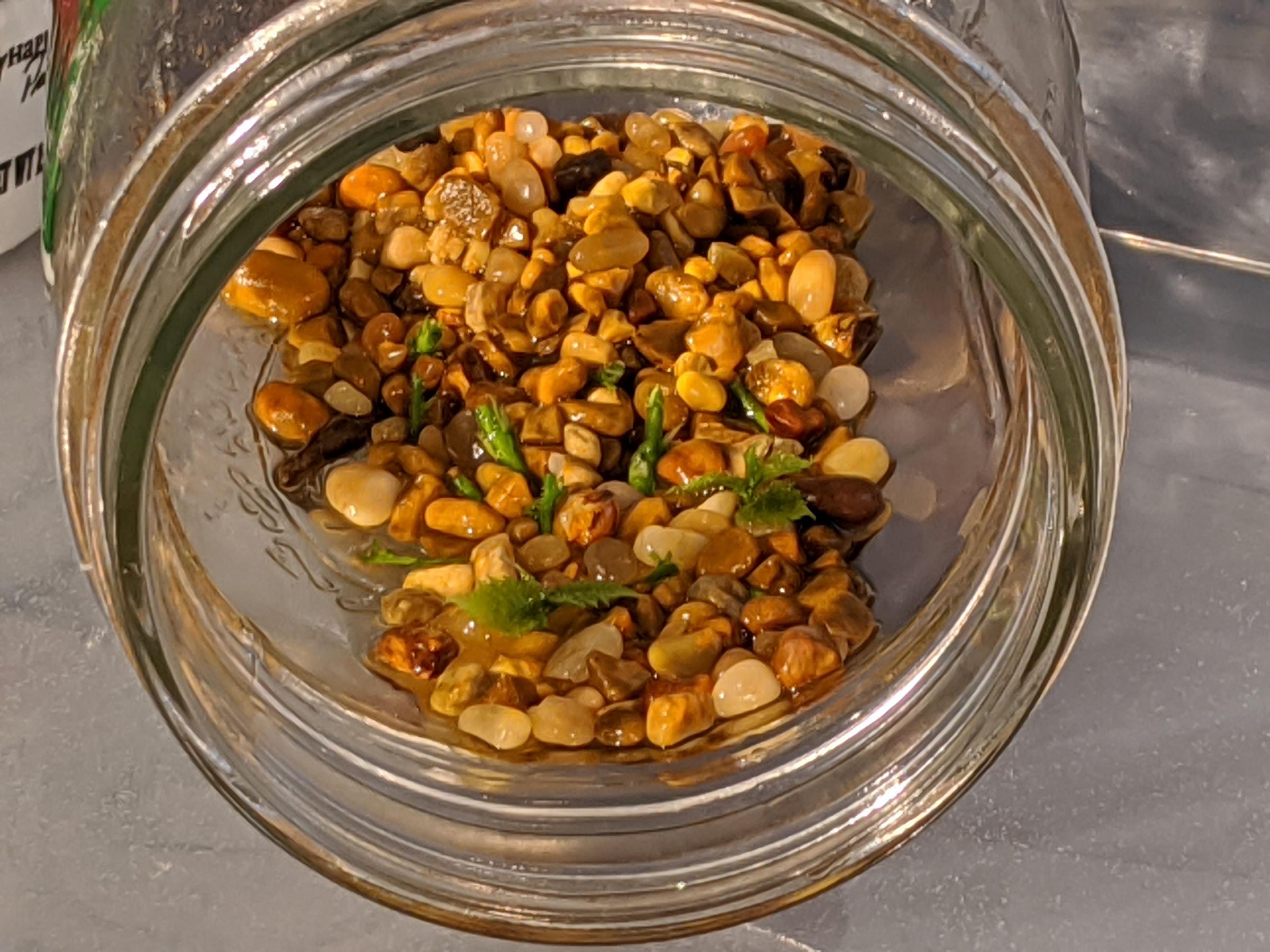 Tipping Shelf Temporary Immersion Micropropagation Apparatus : 16 Steps ...