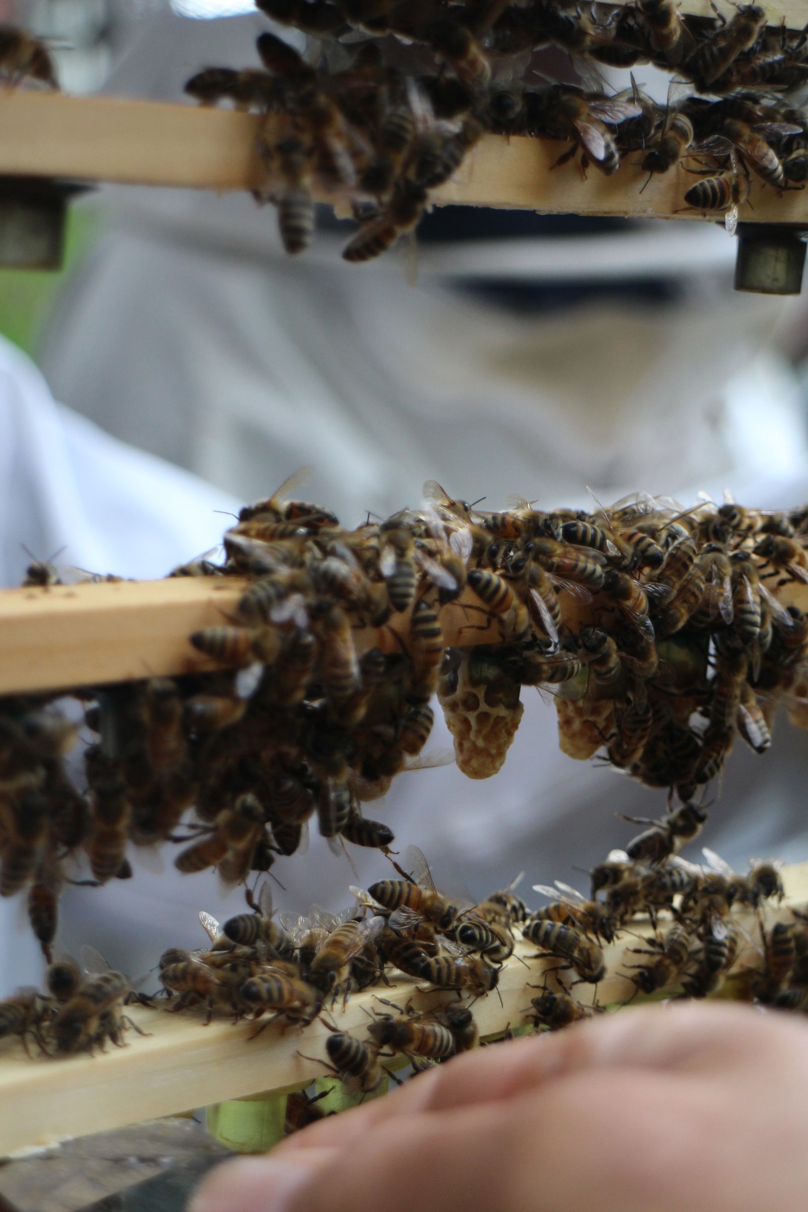 How to Make a Nucleus Honeybee Colony (and Prevent Established Hives ...