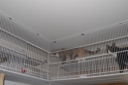 Cat Enclosure - Tunnel, Save Space ('CatWalk Is My Road' - AKahn ...