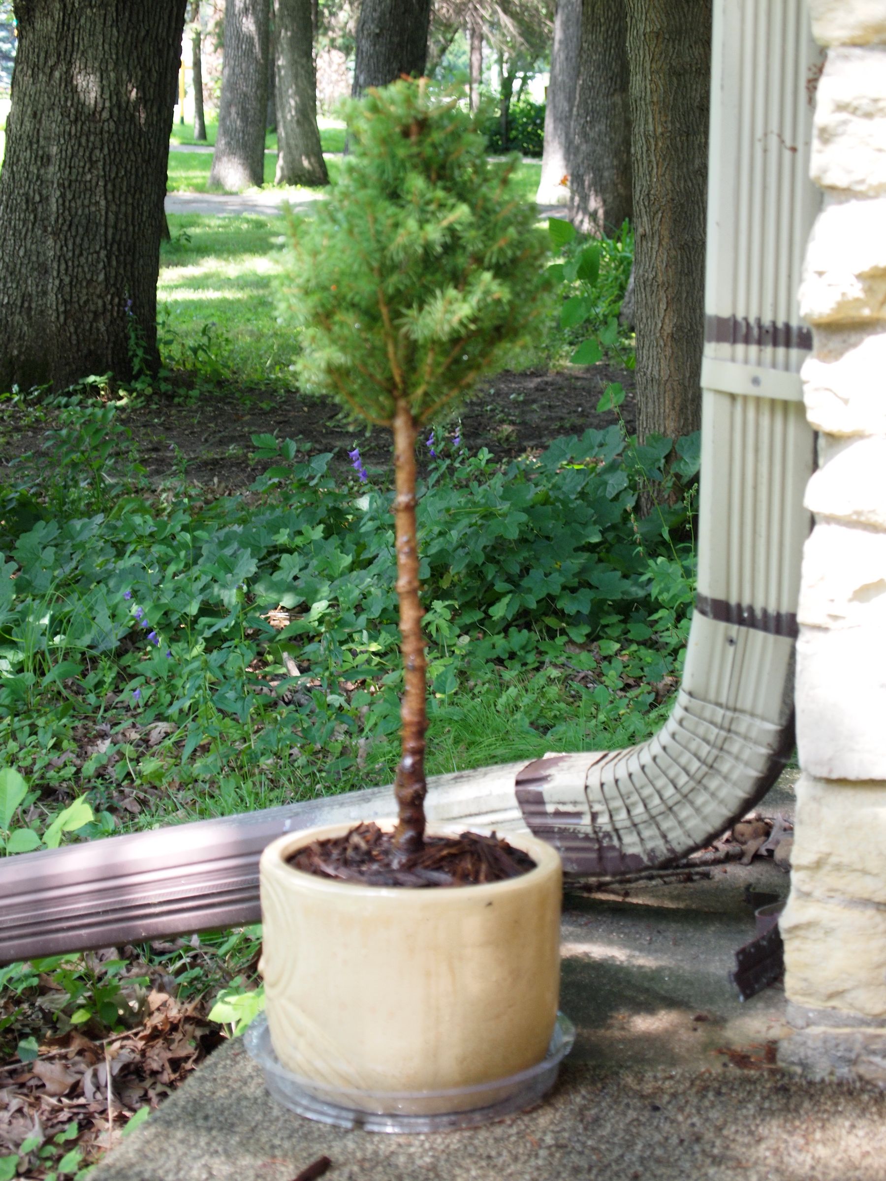 Container Topiary : 4 Steps - Instructables