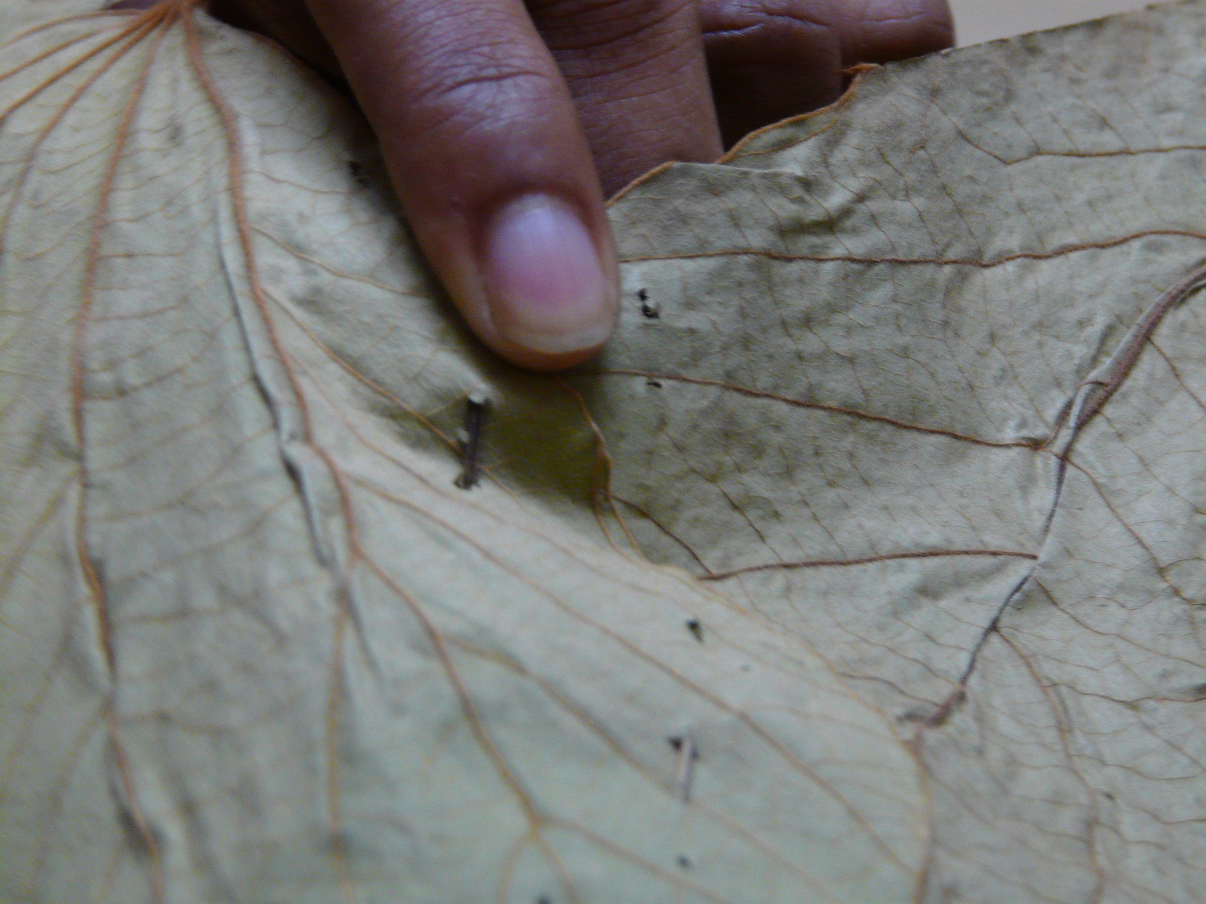Pattal - Leaf Plate (Made of Banyan & Sal Leaf ) : 10 Steps - Instructables
