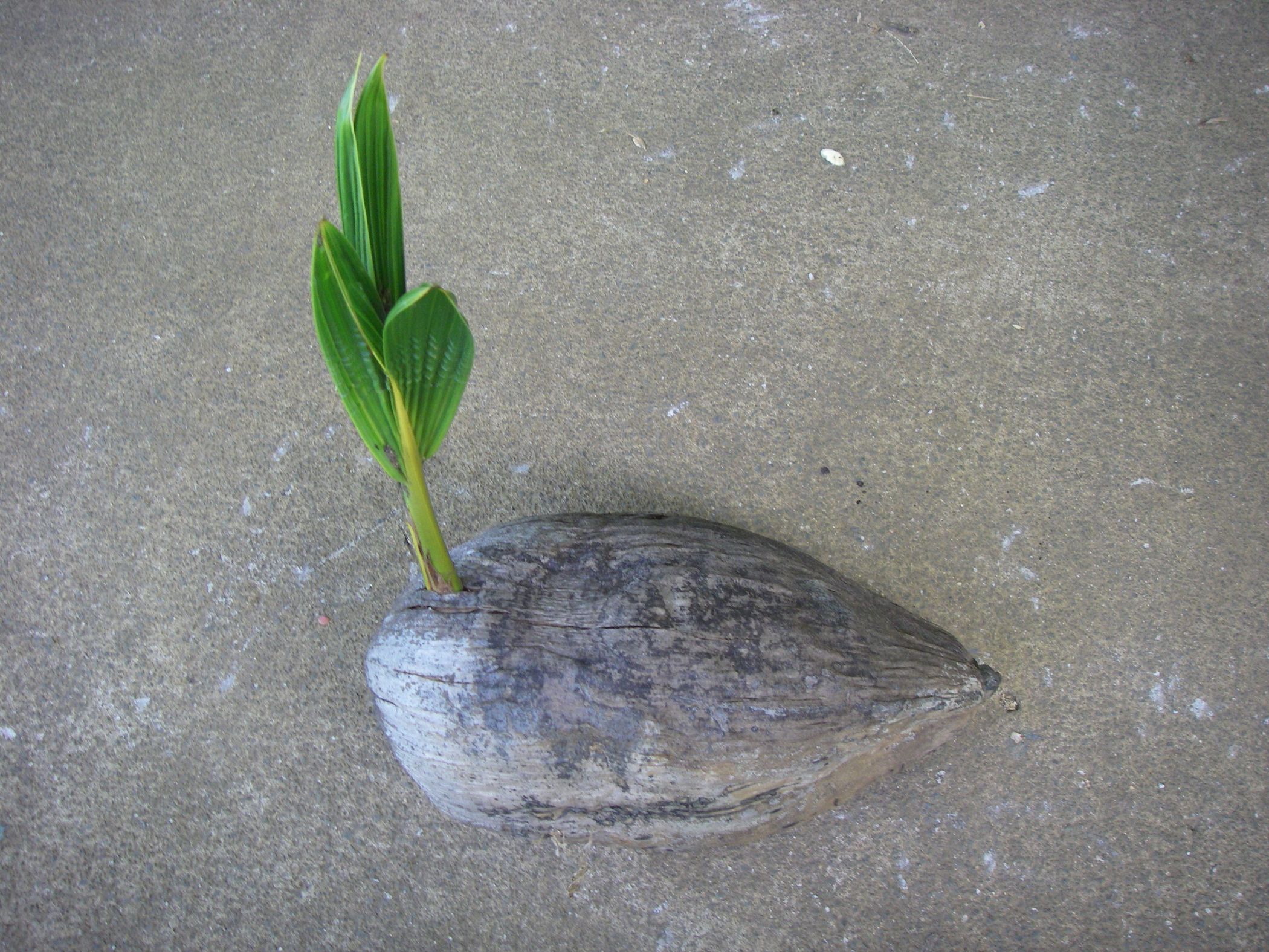 Eat a Sprouted Coconut : 6 Steps (with Pictures) - Instructables