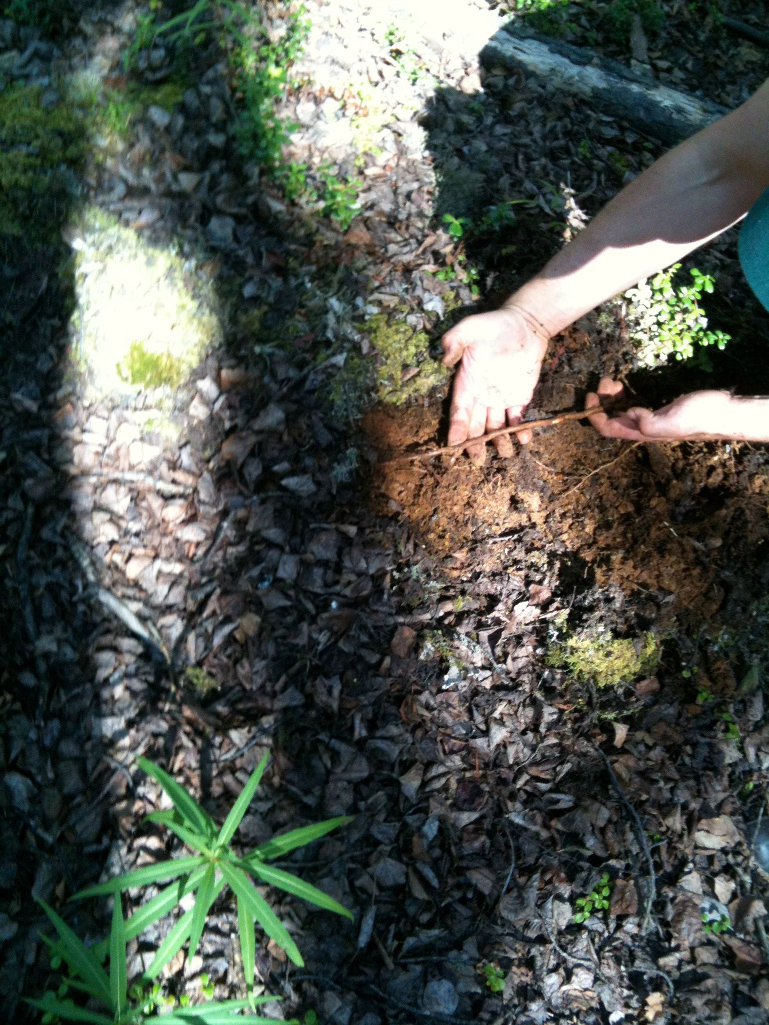 Harvesting Spruce Root : 7 Steps (with Pictures) - Instructables