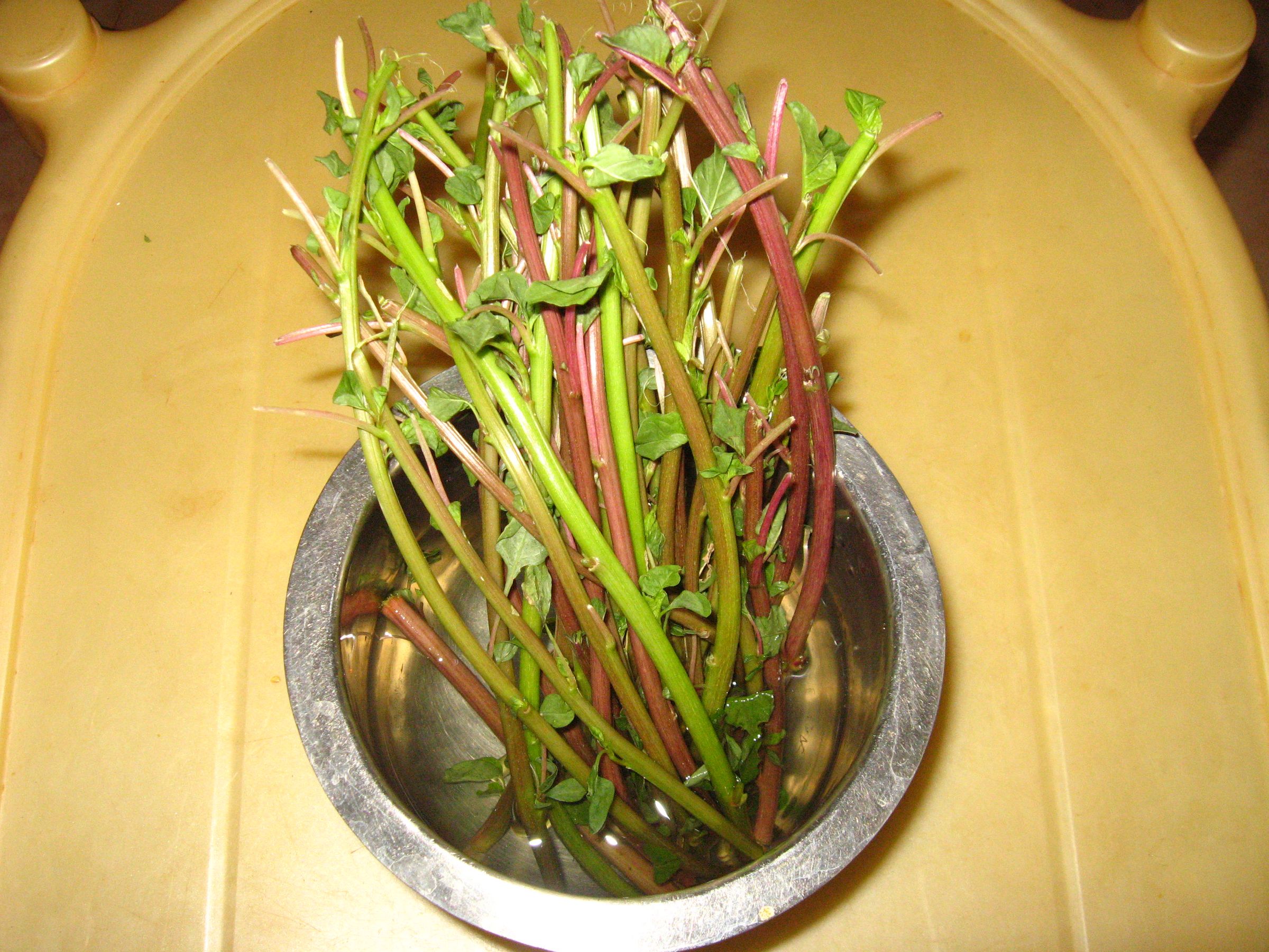 How to Grow Amaranth From Stems and Collect Seeds : 5 Steps (with ...