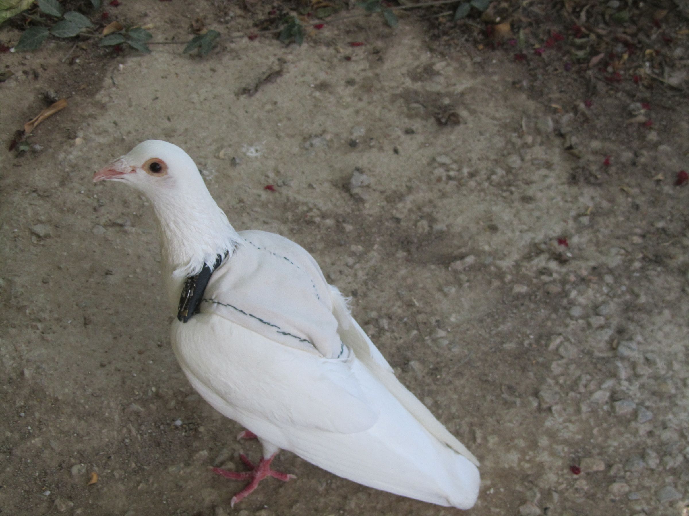 DIY Pigeon Backpack : 6 Steps (with Pictures) - Instructables