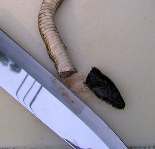 How to Skin and Clean a Dead Snake : 11 Steps (with Pictures ...