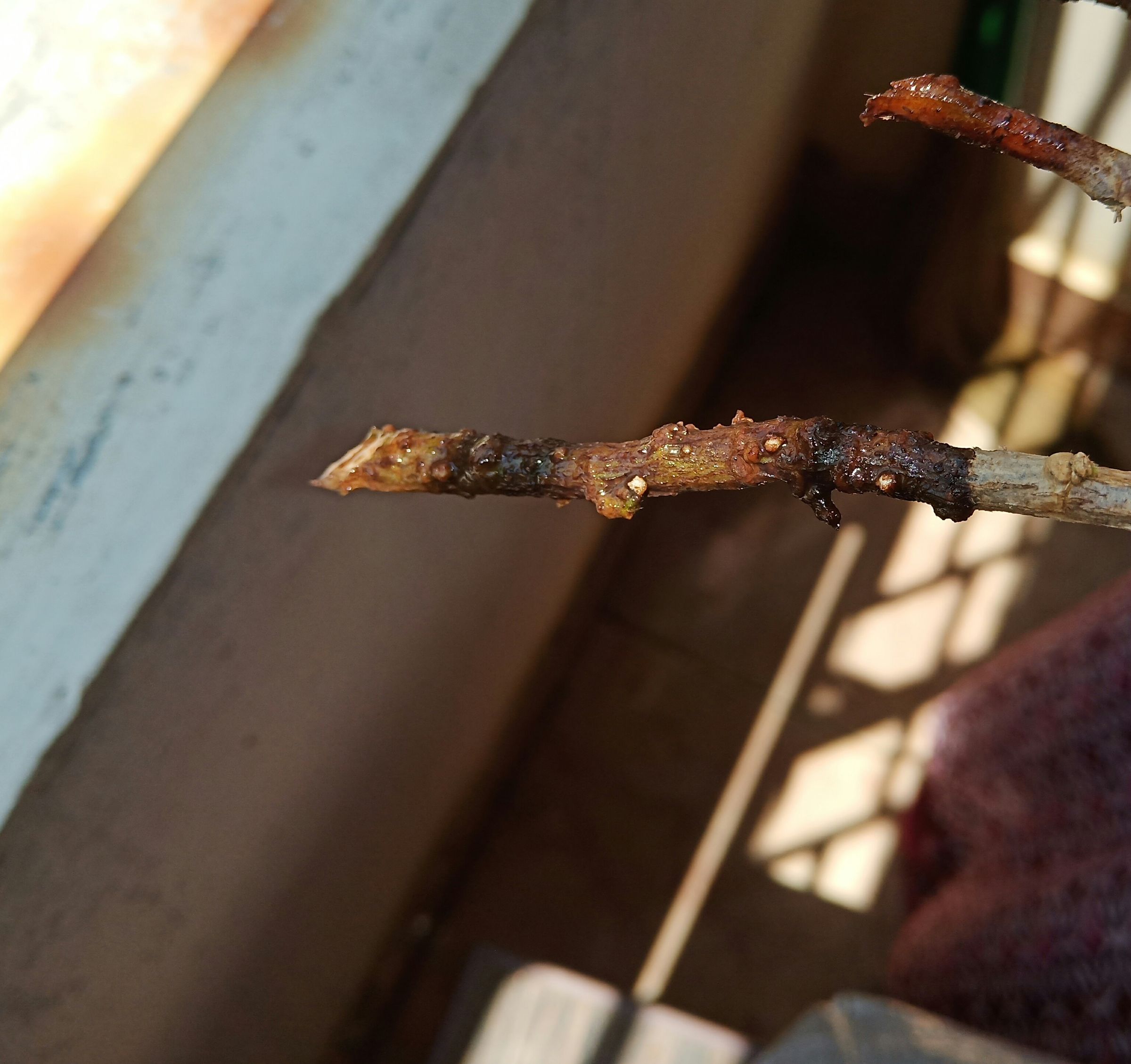 Steps to Grow Plants From Stem Cuttings : 7 Steps (with Pictures ...