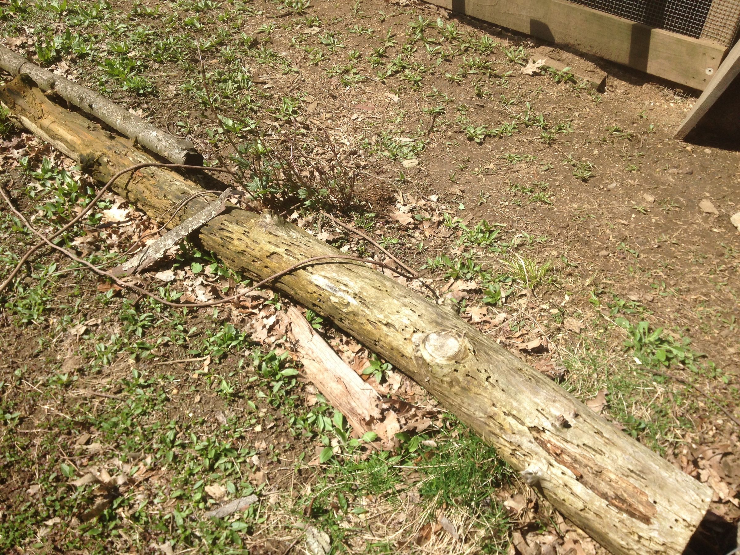 Growing Hops at Home : 9 Steps (with Pictures) - Instructables