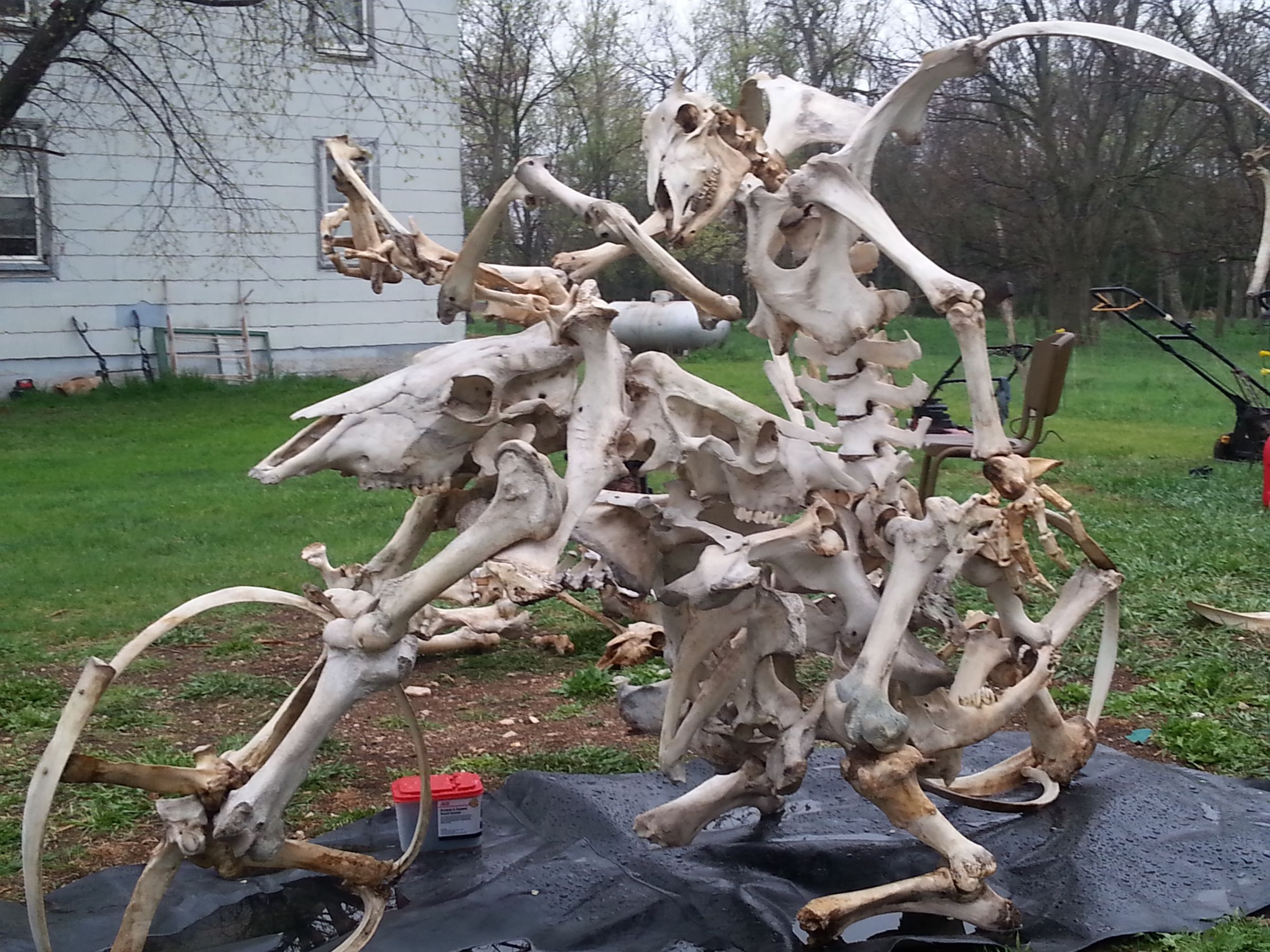 Bone Sculptures : 11 Steps (with Pictures) - Instructables