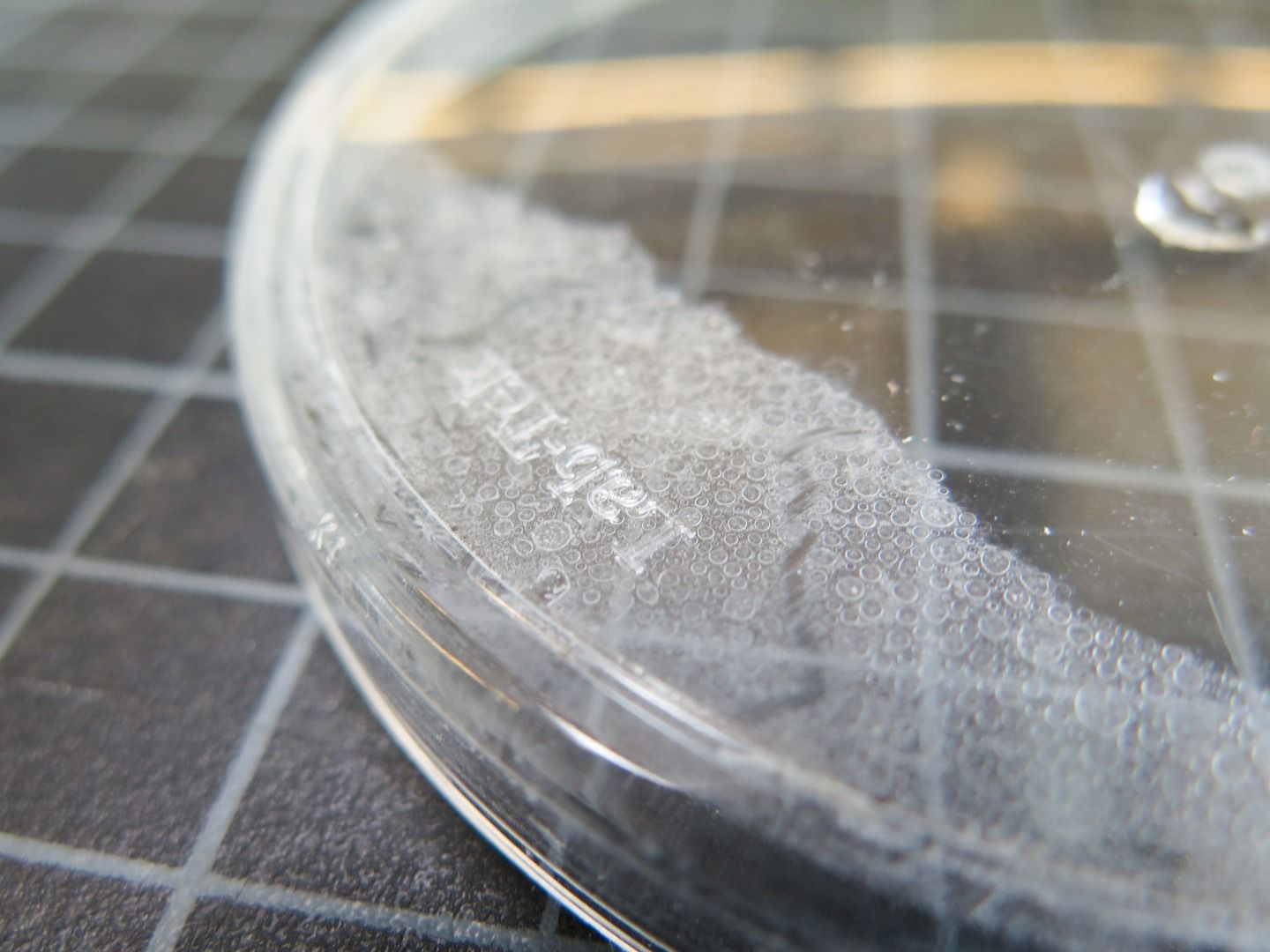 Grow Bacteria From Gross Stuff! : 6 Steps (with Pictures) - Instructables