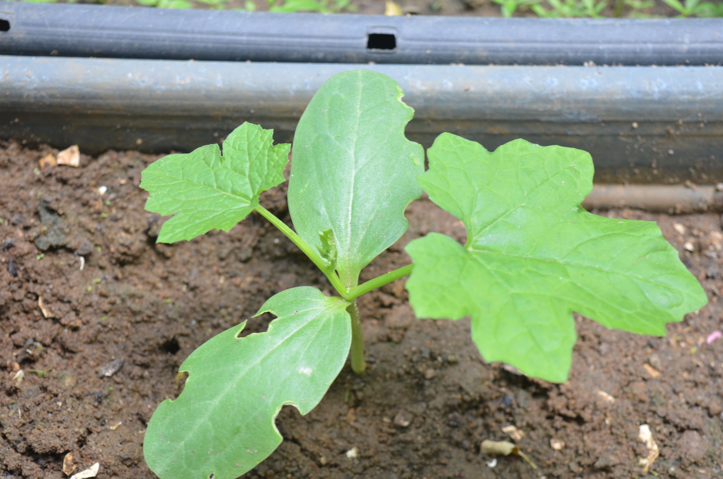 How to Grow Luffa From Seeds : 4 Steps - Instructables