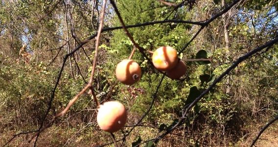 Harvesting, Processing, Cooking - Native Persimmon Bread : 18 Steps ...