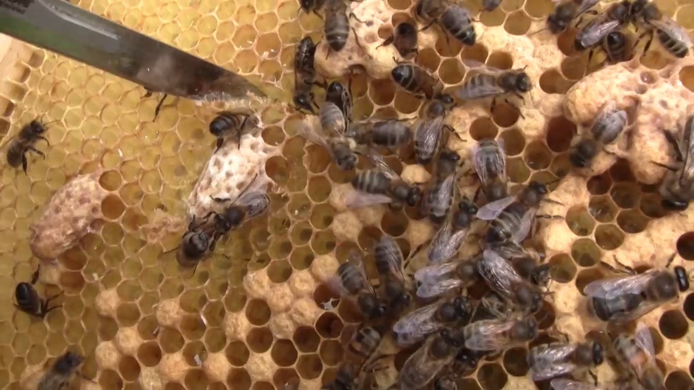 An Easy Way to Make a Nucleus of Honey Bees With Queen Cell Grafting ...