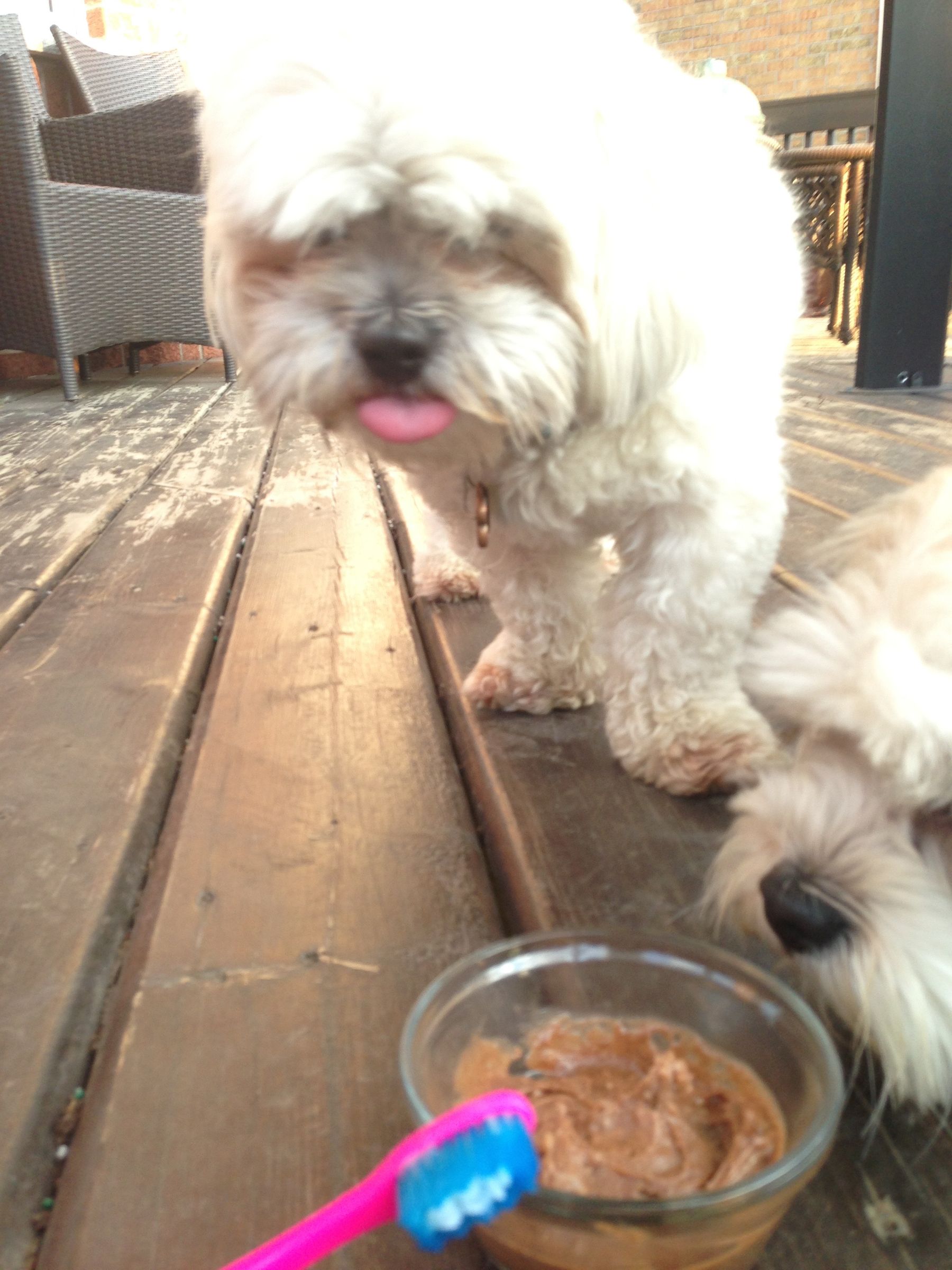 Homemade Toothpaste for Dogs! : 6 Steps (with Pictures) - Instructables