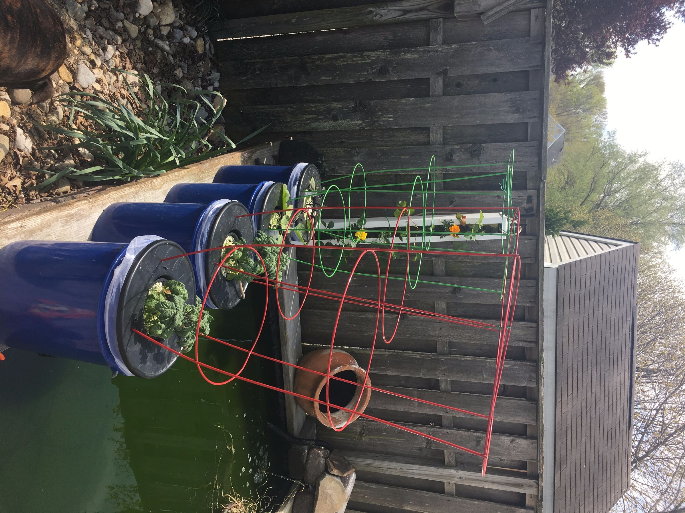 Hydroponics & Aquaponics Koi Pond : 5 Steps - Instructables