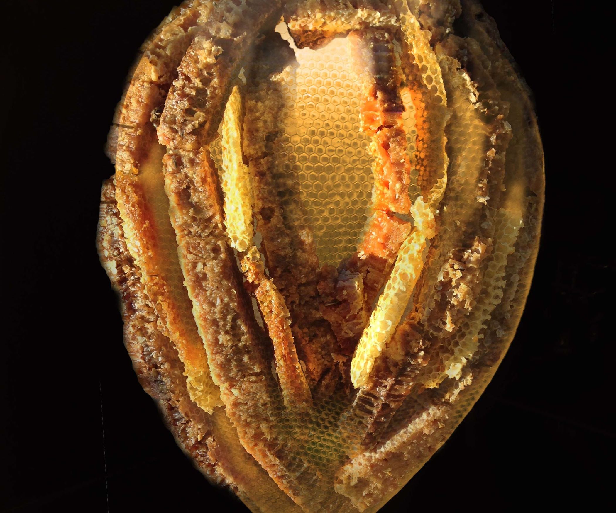 Using Fusion to Make Collaborative Sculptures With Bees : 13 Steps ...