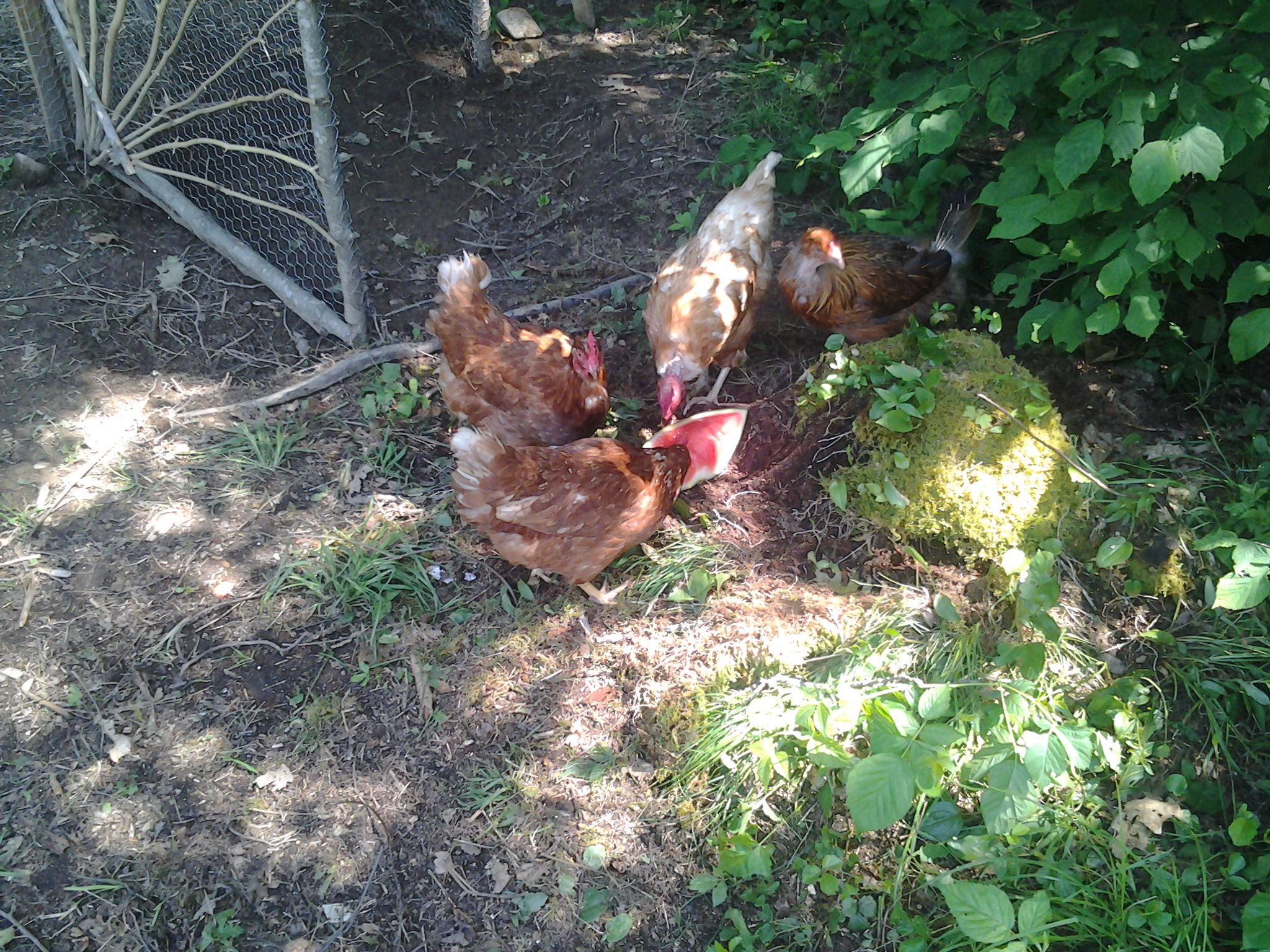 Pallet Chicken Coop : 8 Steps (with Pictures) - Instructables