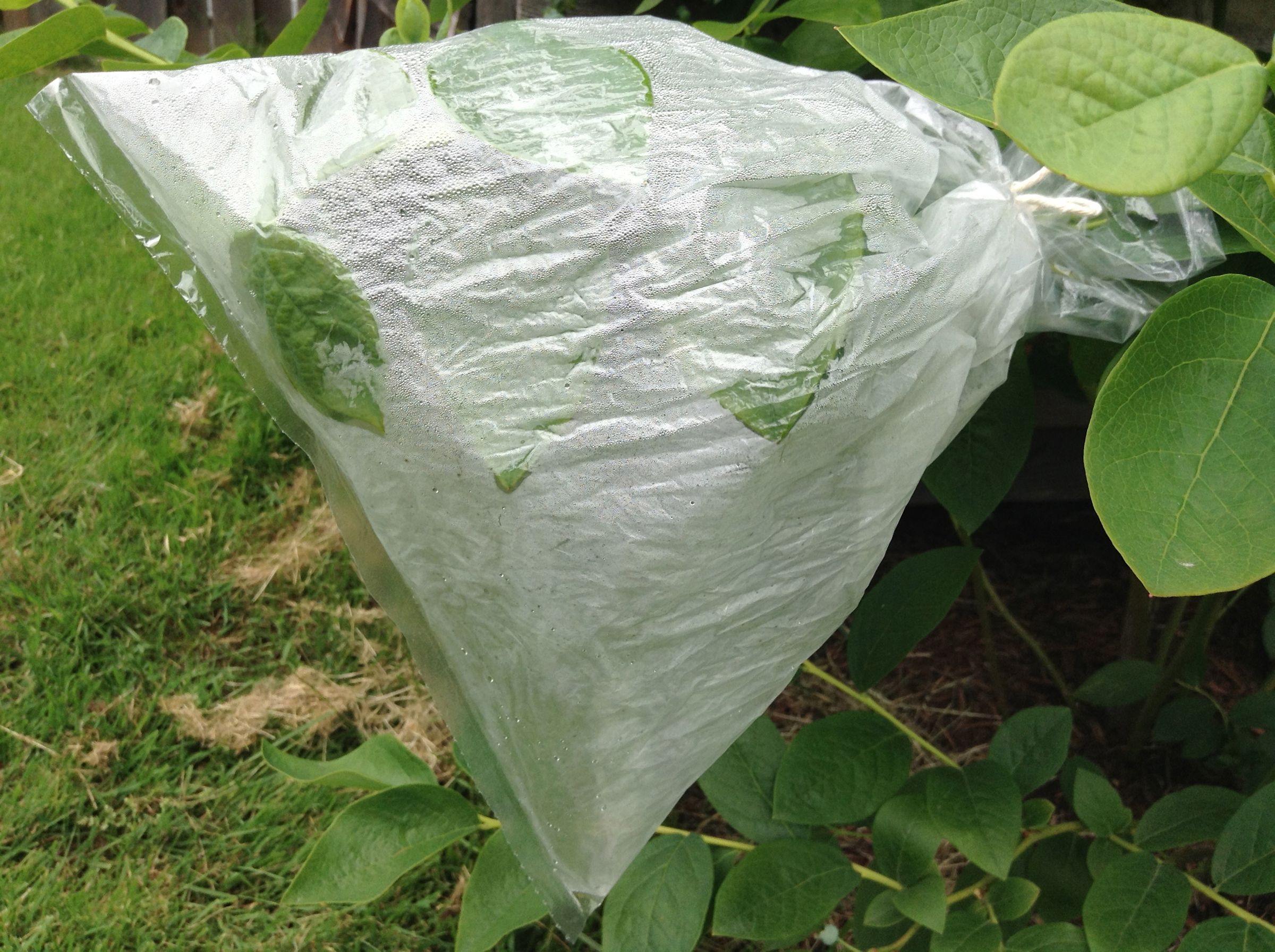Extract Clean, Drinkable Water From Plants : 3 Steps (with Pictures ...