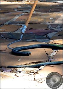 How to Safely Catch a Snake : 6 Steps (with Pictures) - Instructables