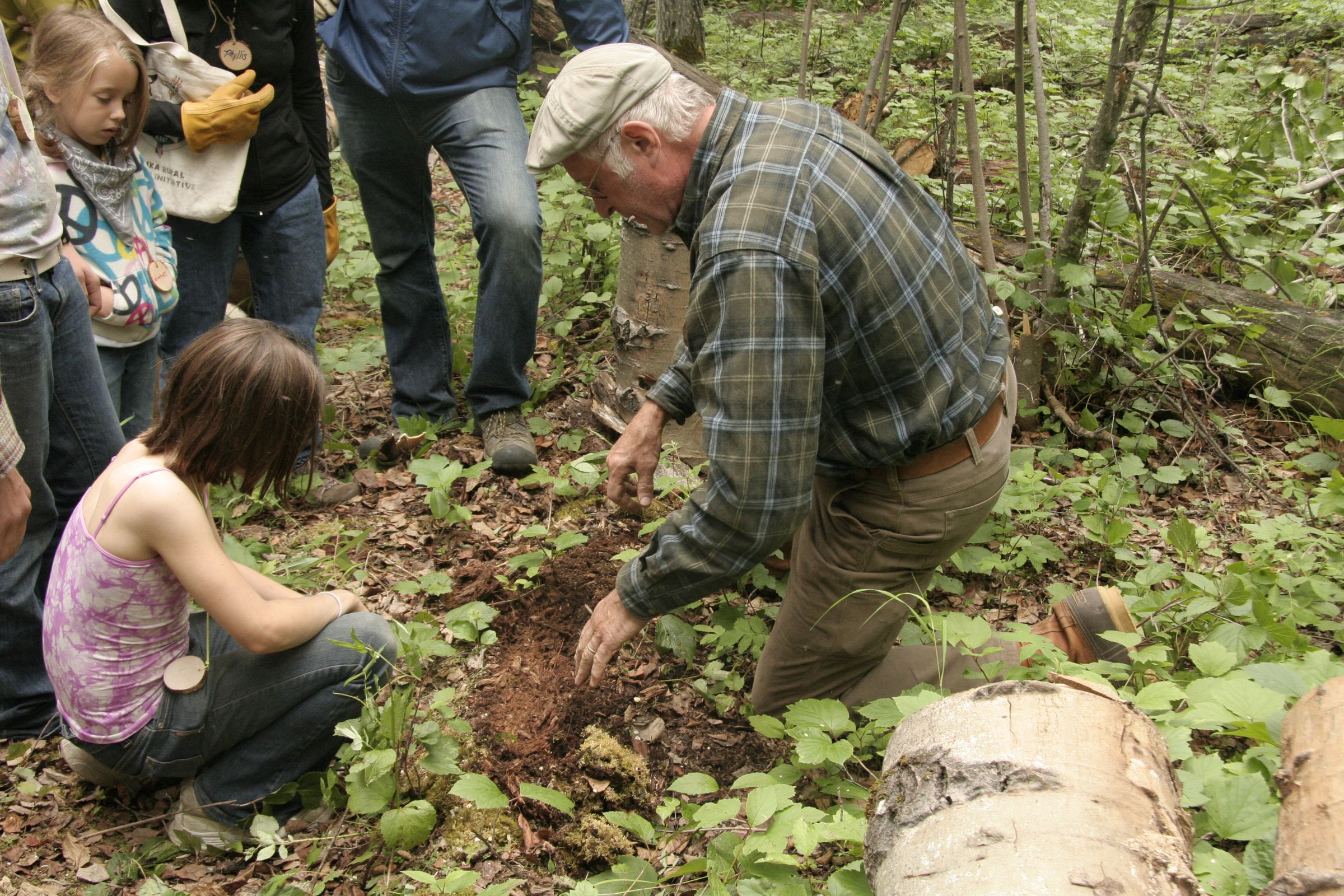 Harvesting Spruce Root : 7 Steps (with Pictures) - Instructables