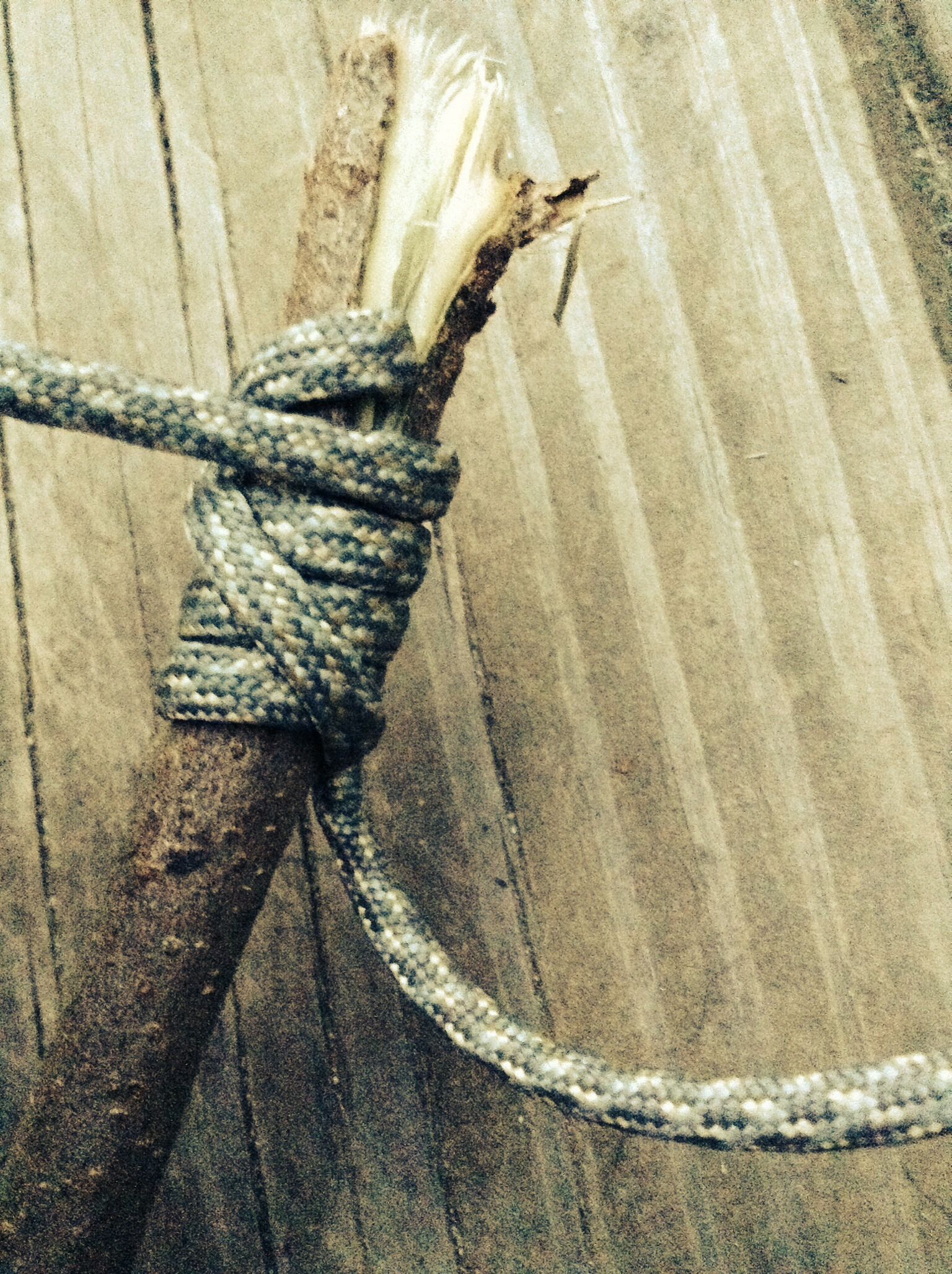 How to Make a Survival Whip Bow : 6 Steps - Instructables