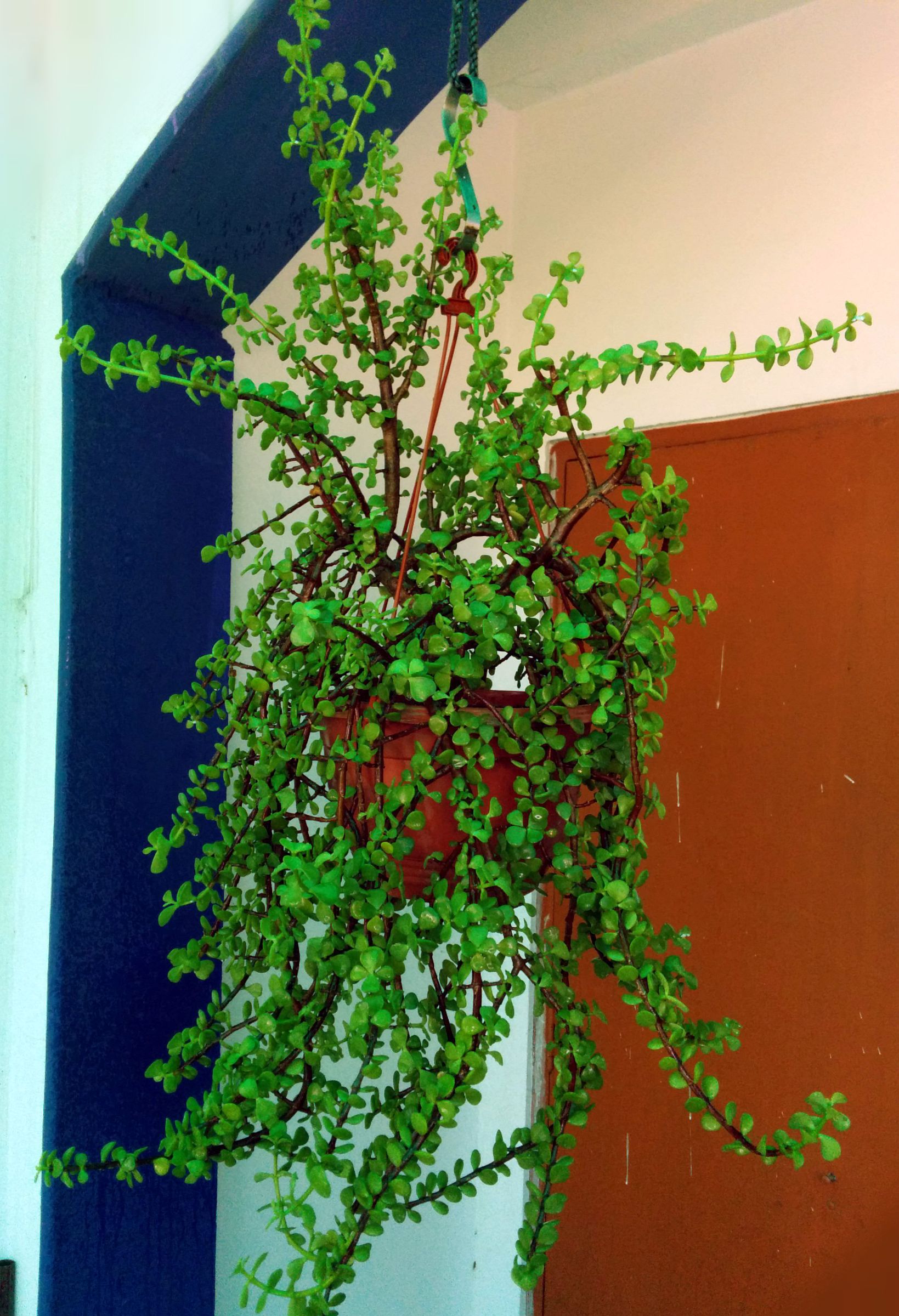 Grow Magnificent Jade Plant in Hanging Basket Easily : 5 Steps (with ...