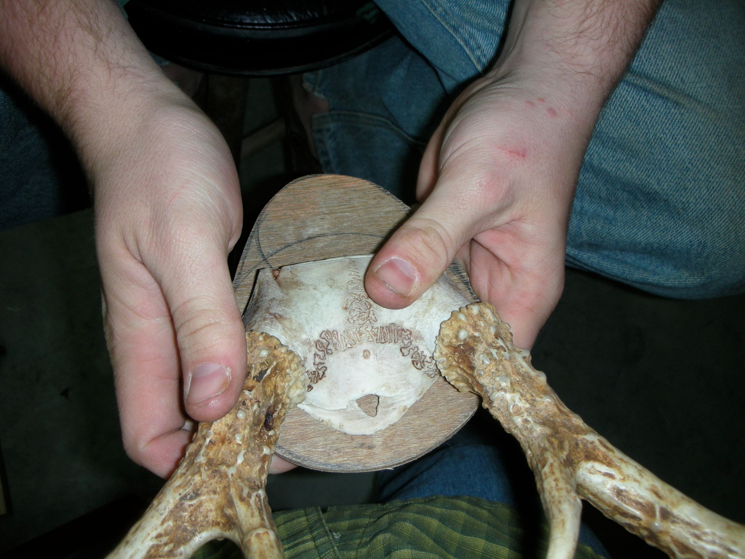 Mounting Deer Antlers : 10 Steps (with Pictures) - Instructables