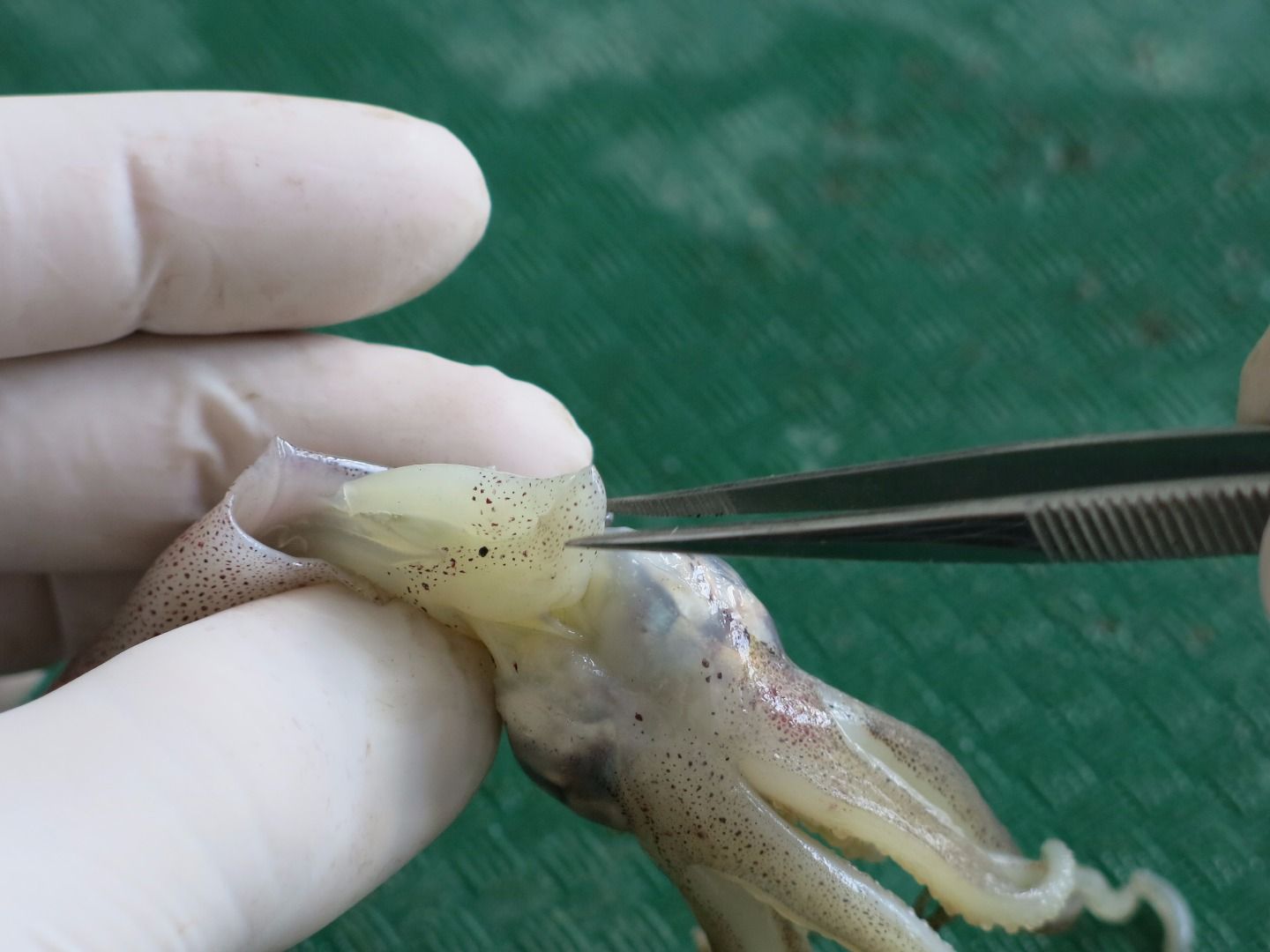 Squid Dissection : 11 Steps (with Pictures) - Instructables